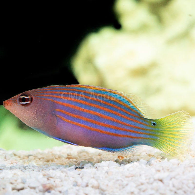 Wrasse - Six Line Wrasse (Pseudocheilinus hexataenia) | CMA Aquatics