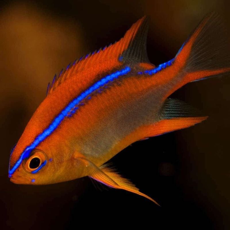 Damselfish - Blue Strip Red Damselfish (Neoglyphidodon Crossi) | CMA ...