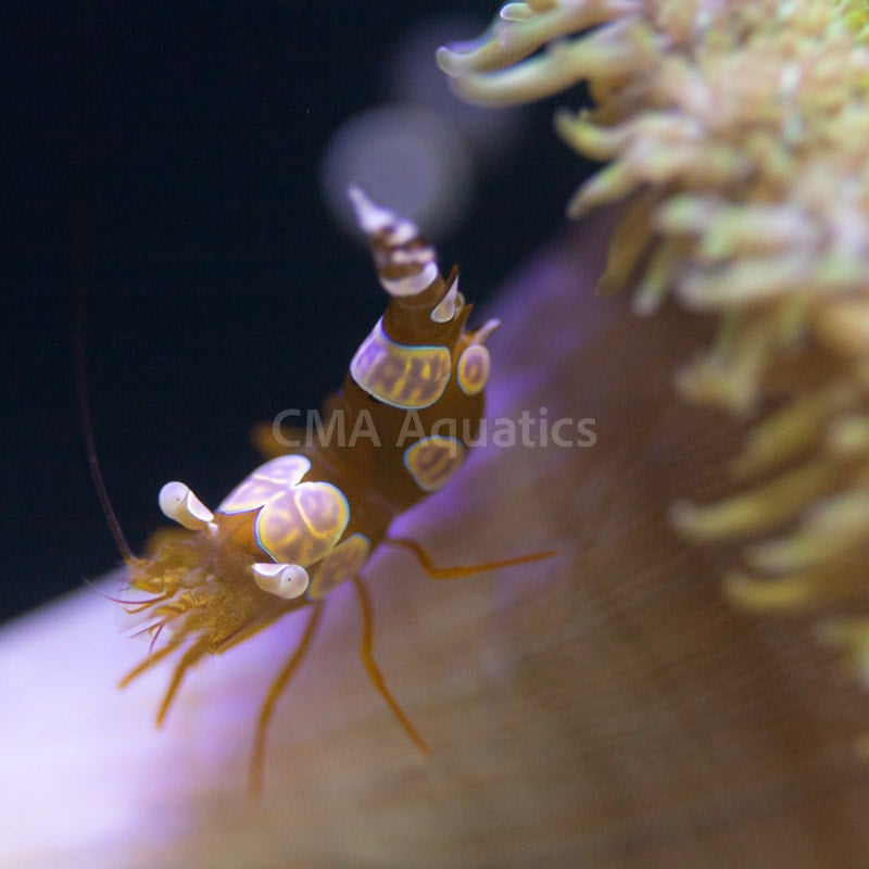 Shrimp Sexy Anemone Shrimp Thor Amboinensis Cma Aquatics