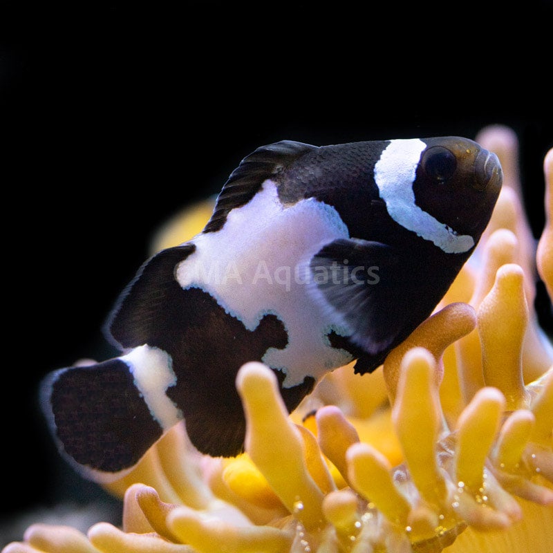 Premium Snowflake Clownfish