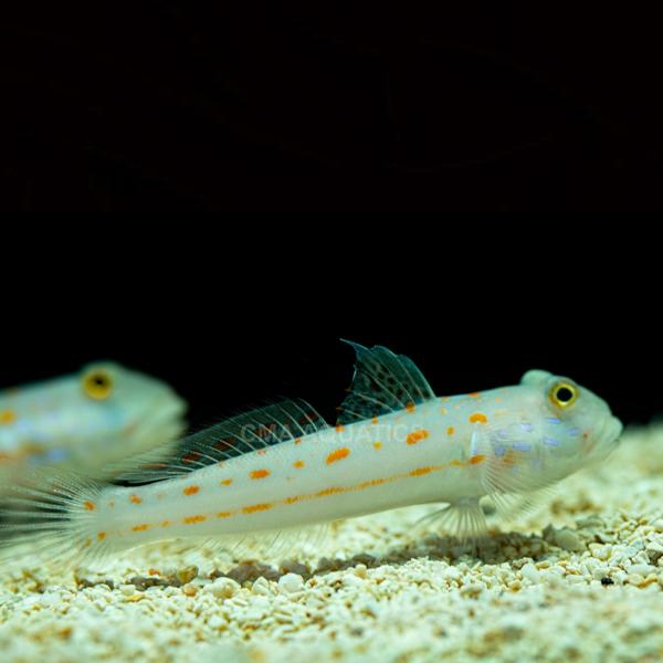 Goby - Diamond watchman Goby (Valenciennea Puellaris) | CMA Aquatics