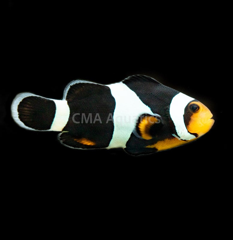 Black Percula Clownfish