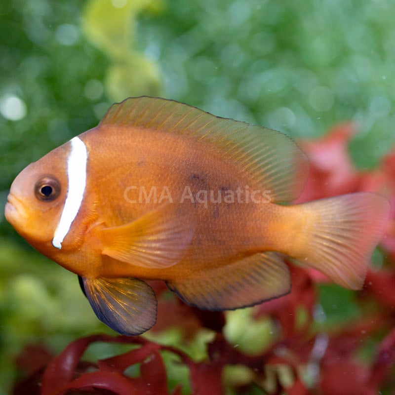 Cinnamon Clownfish