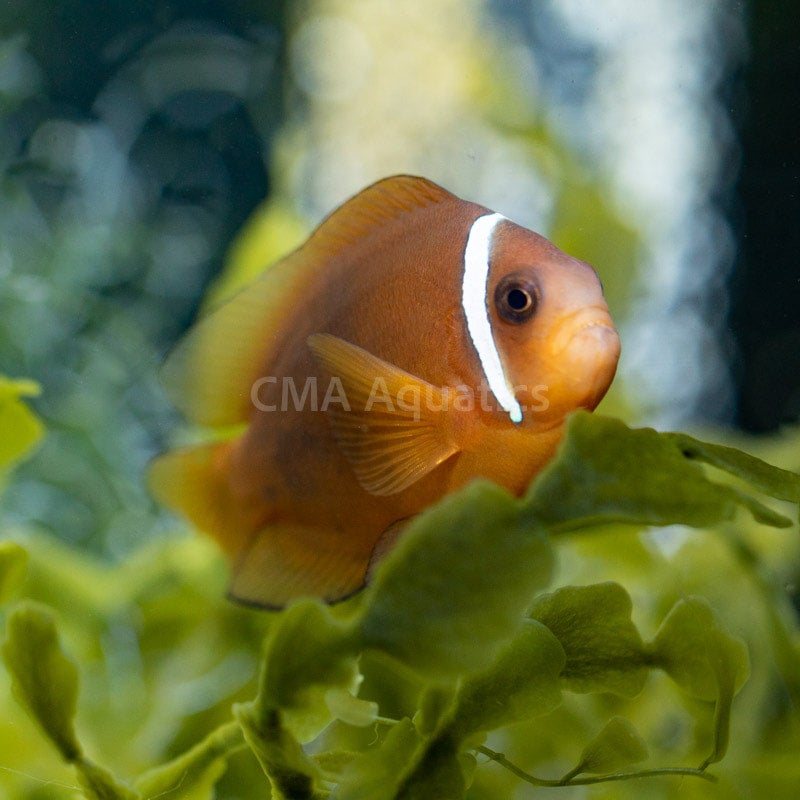 Cinnamon Clownfish